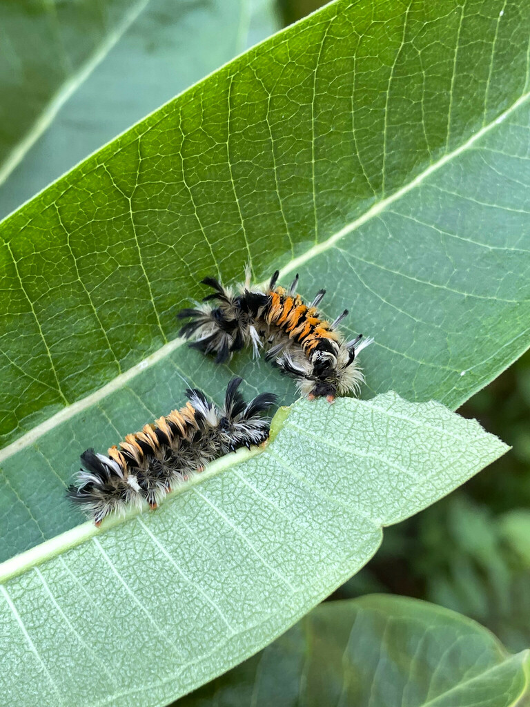 Milkweed Tussock Moth in July 2022 by johnbotany · iNaturalist