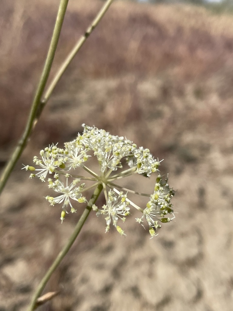 Bolander's yampah in May 2022 by Matt Berger · iNaturalist
