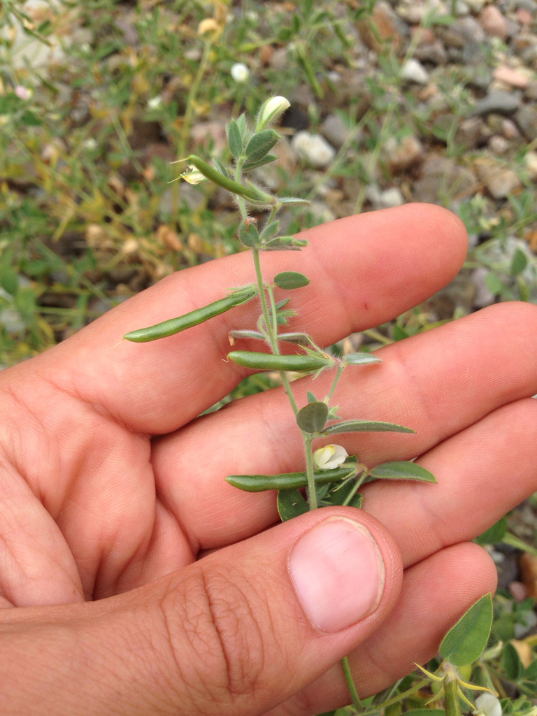 Pink Spanish-Clover (Plants of Mount Burdell (CNPS list with pictures ...