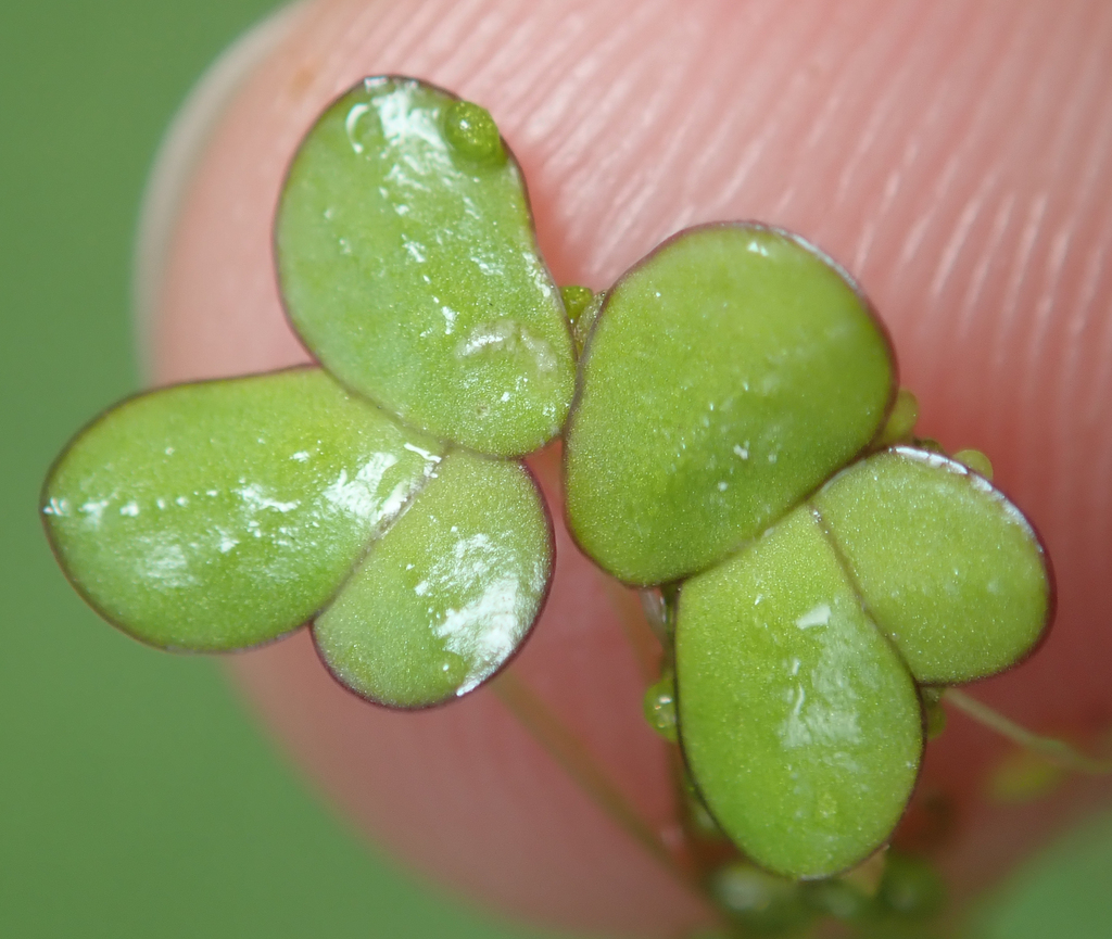dotted duckweed from Frank G Bonelli Regional Park, Los Angeles ...