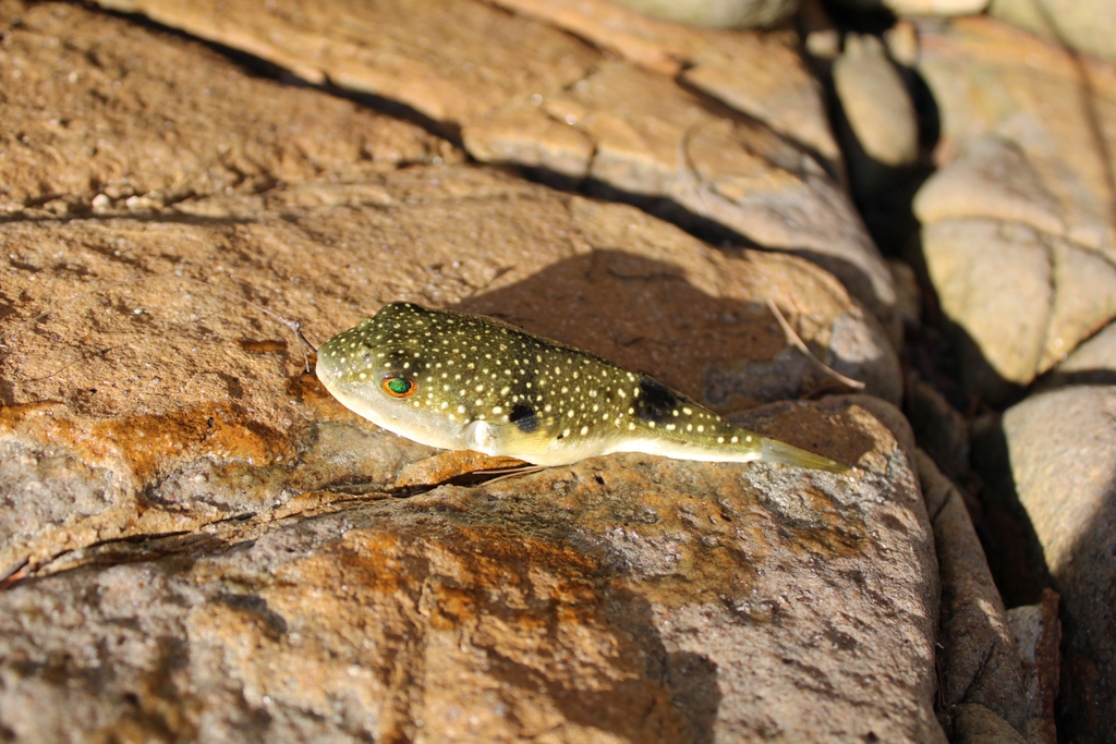 Grey-spotted Puffer from Suooshima, Oshima-Gun on July 23, 2022 at 05: ...