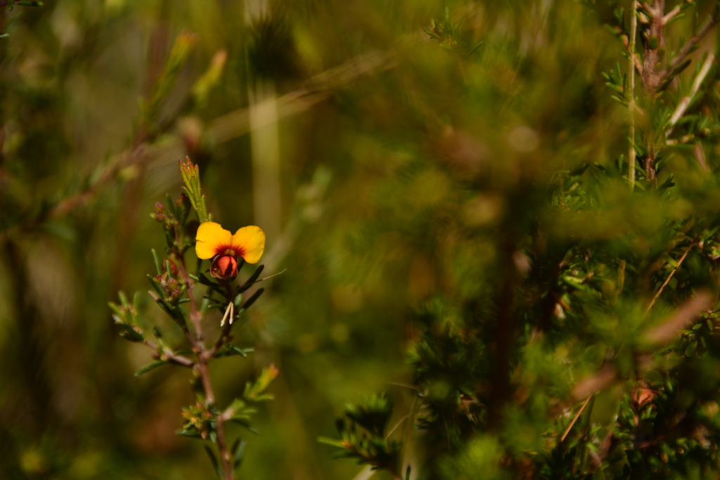 showy parrot-pea from Sandstone Caves Walking Track, Dandry NSW 2357 ...
