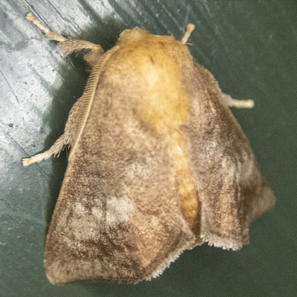 Crowned Slug Moth from Shepard Settlement, Onondaga County, NY, USA on ...