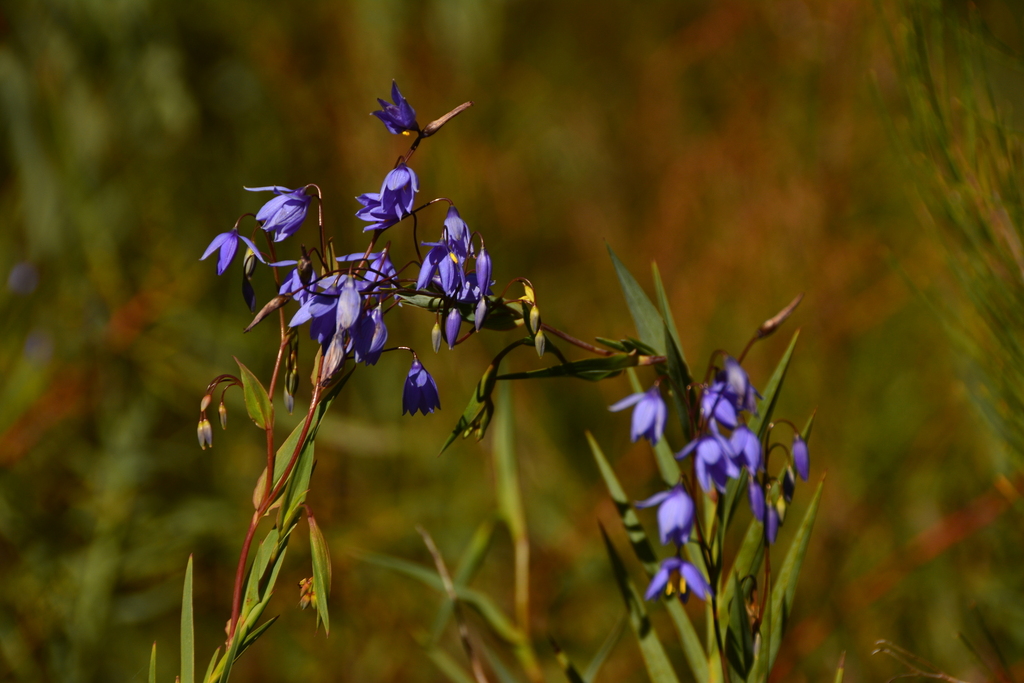 nodding blue lily from Sandstone Caves Walking Track, Dandry NSW 2357 ...