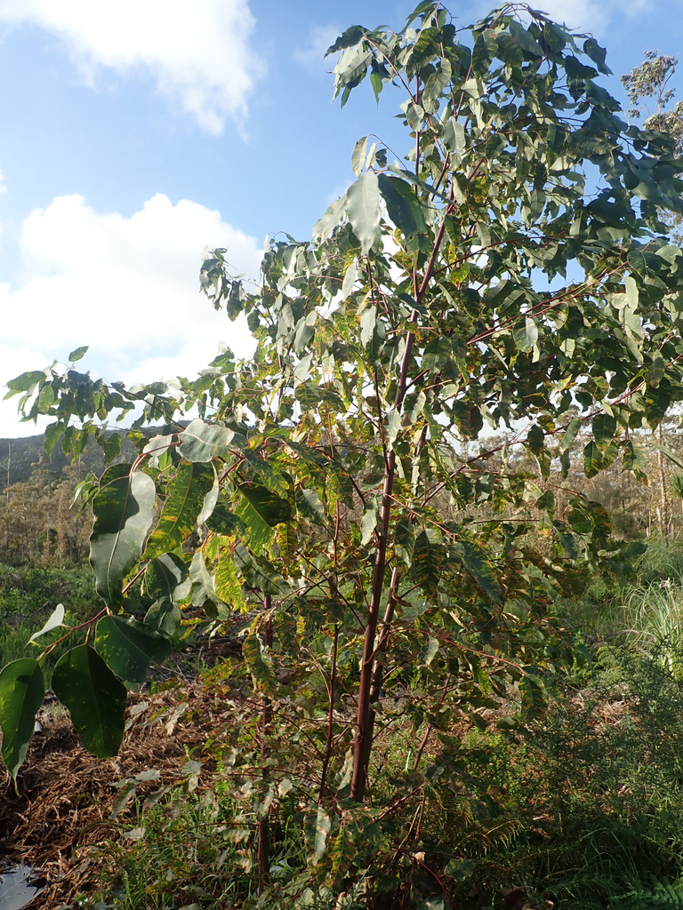 bangalay from Coromandel Peninsula, Whangapoua Estuary, Matarangi ...