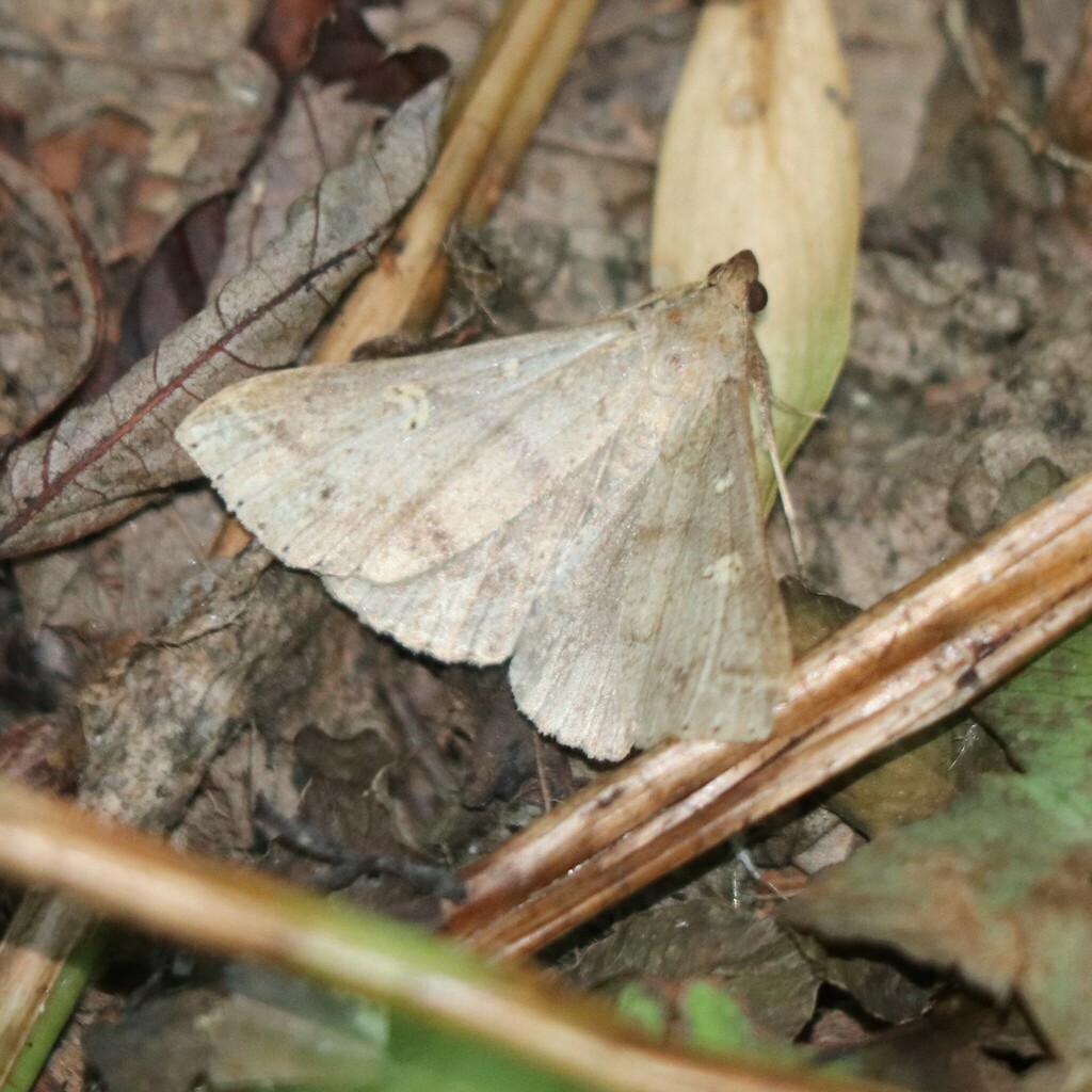 Renia Moths from Windsor Meadows State Park, Hartford, Connecticut ...