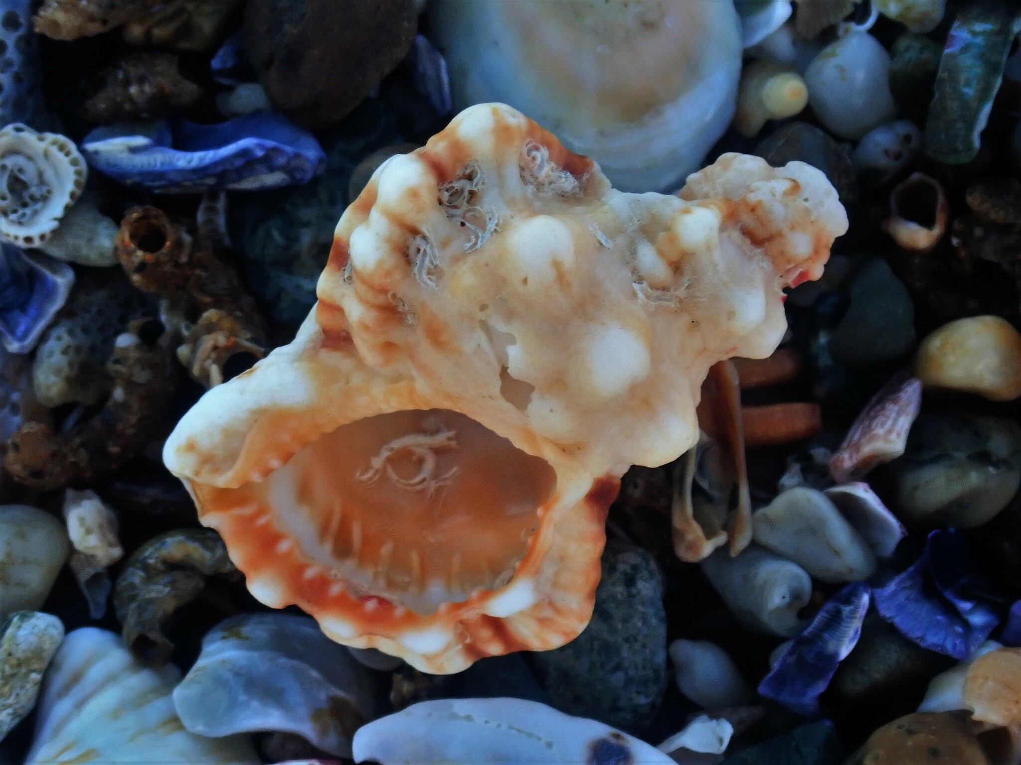 Tutufa rubeta (Linnaeus, 1758)