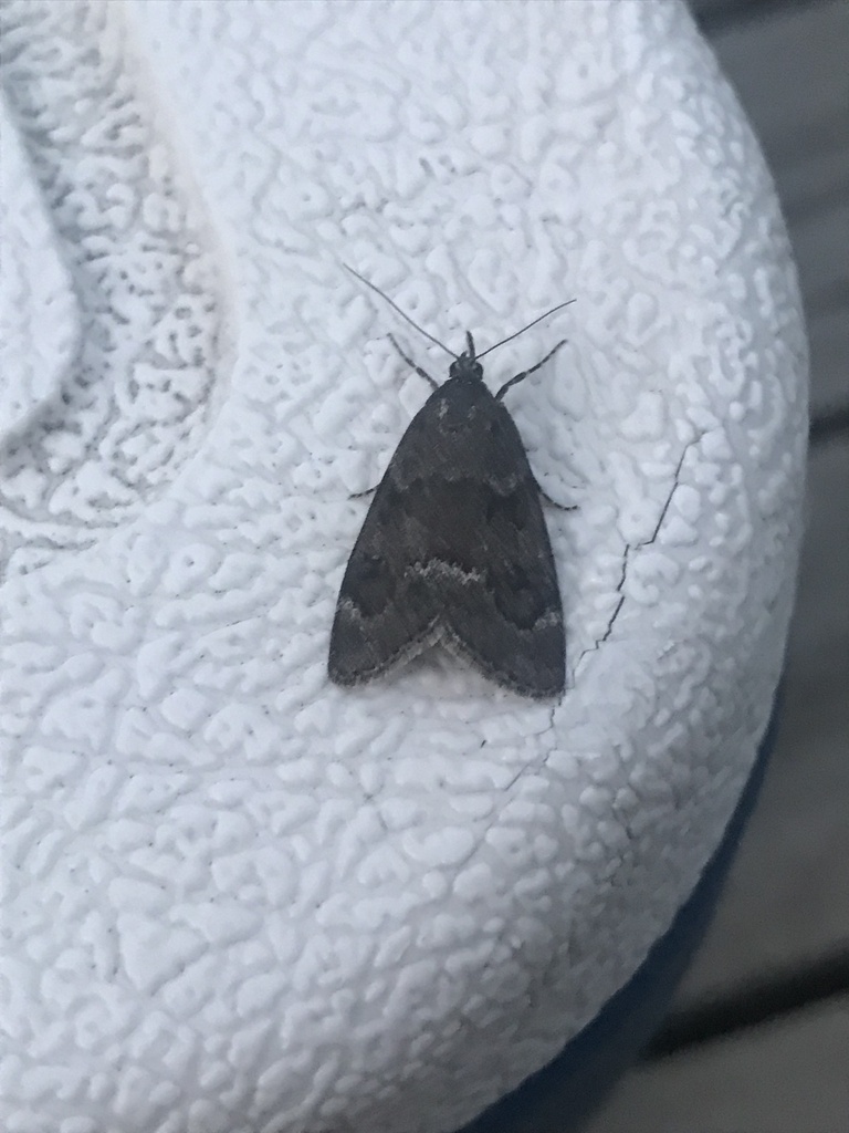 Moss-eating Crambid Snout Moths from Thompson-Nicola, BC, CA on July 9 ...