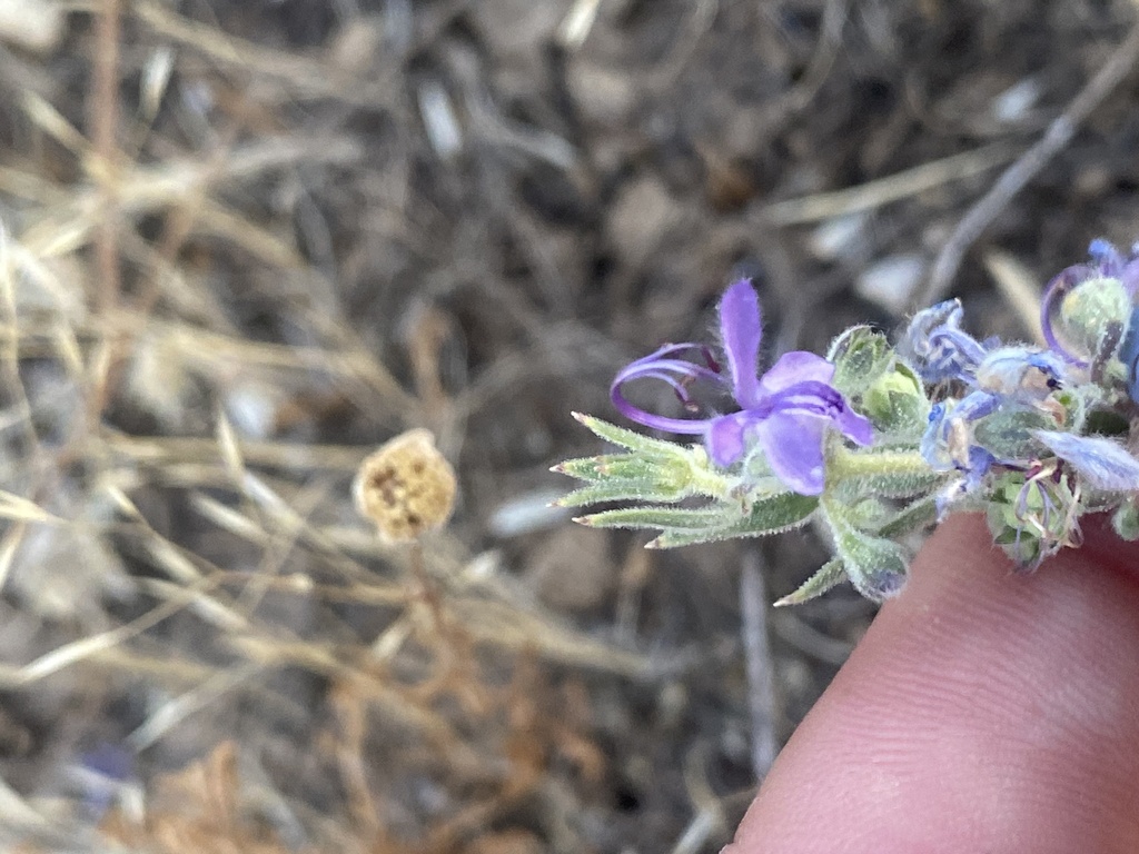 Vinegar Weed from North Laguna Creek Wildlife Area, Sacramento, CA, US ...