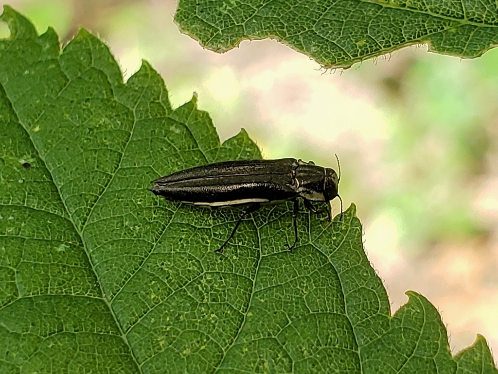 Agrilus ferrisi from Colerain Township, OH 45251, USA on July 23, 2022 ...