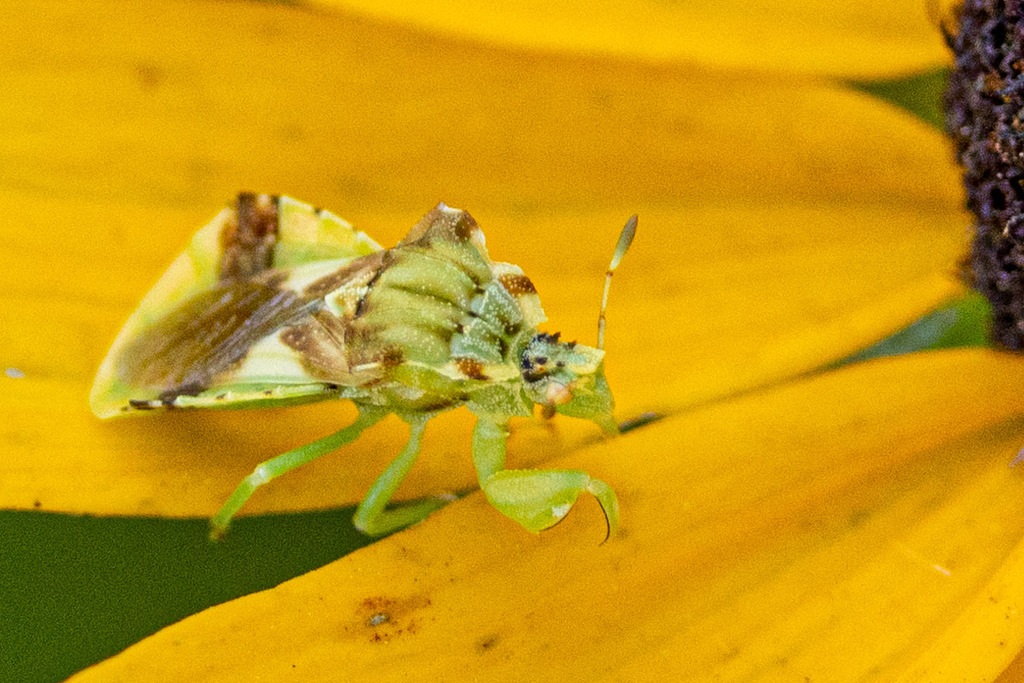 Jagged Ambush Bug from Waukesha County, WI, USA on July 23, 2022 at 10: ...