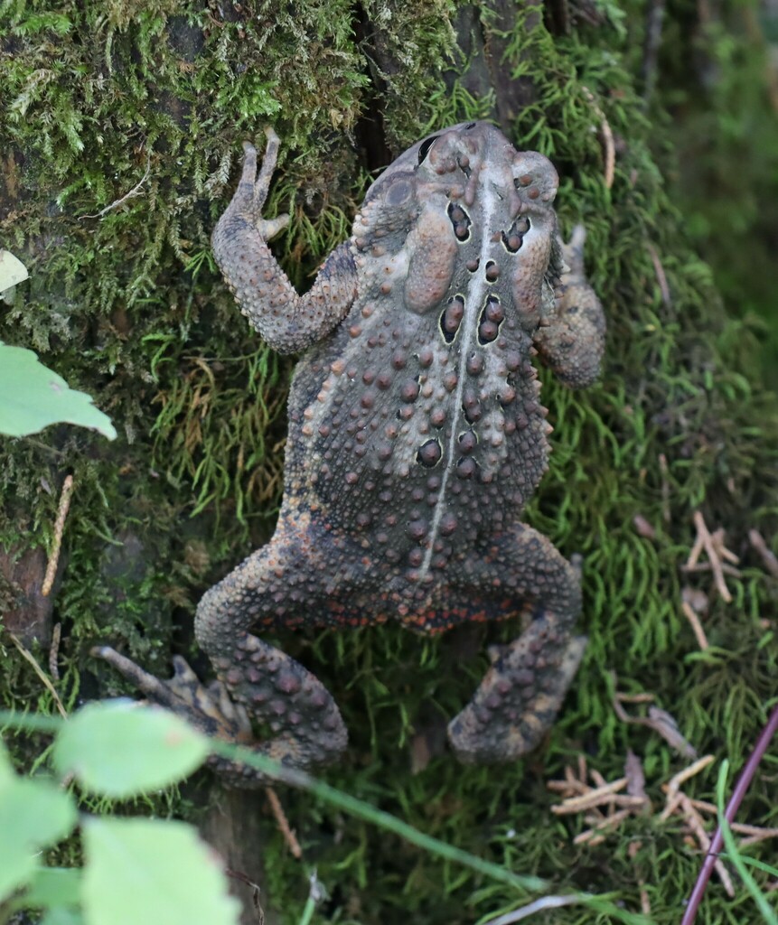 American Toad from Belleville, ON, Canada on July 23, 2022 at 07:52 PM ...
