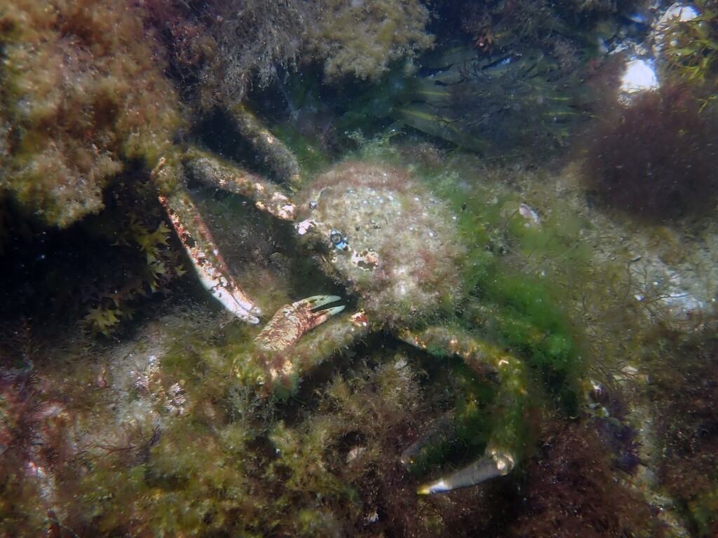 Portly Spider Crab from Gloucester, MA, USA on July 23, 2022 at 08:50 ...