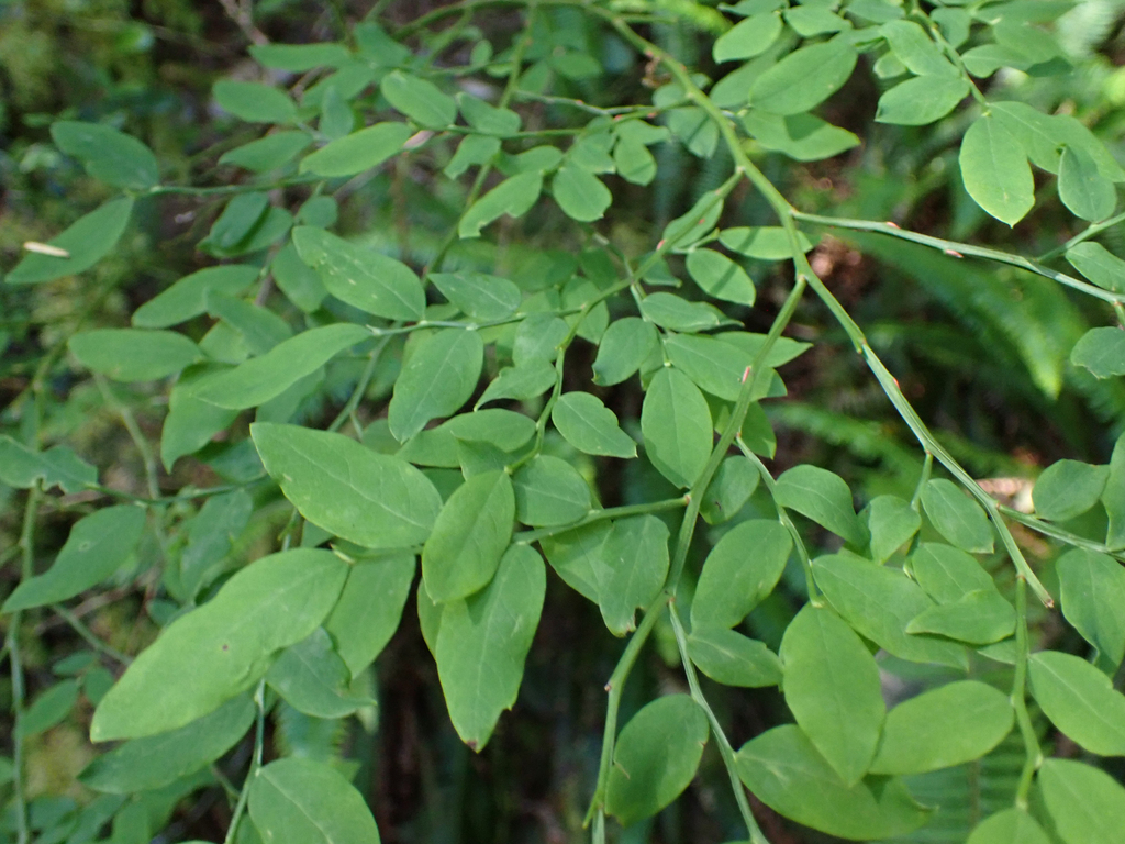 Red Huckleberry from Carmanah Walbran, Cowichan Valley, British ...