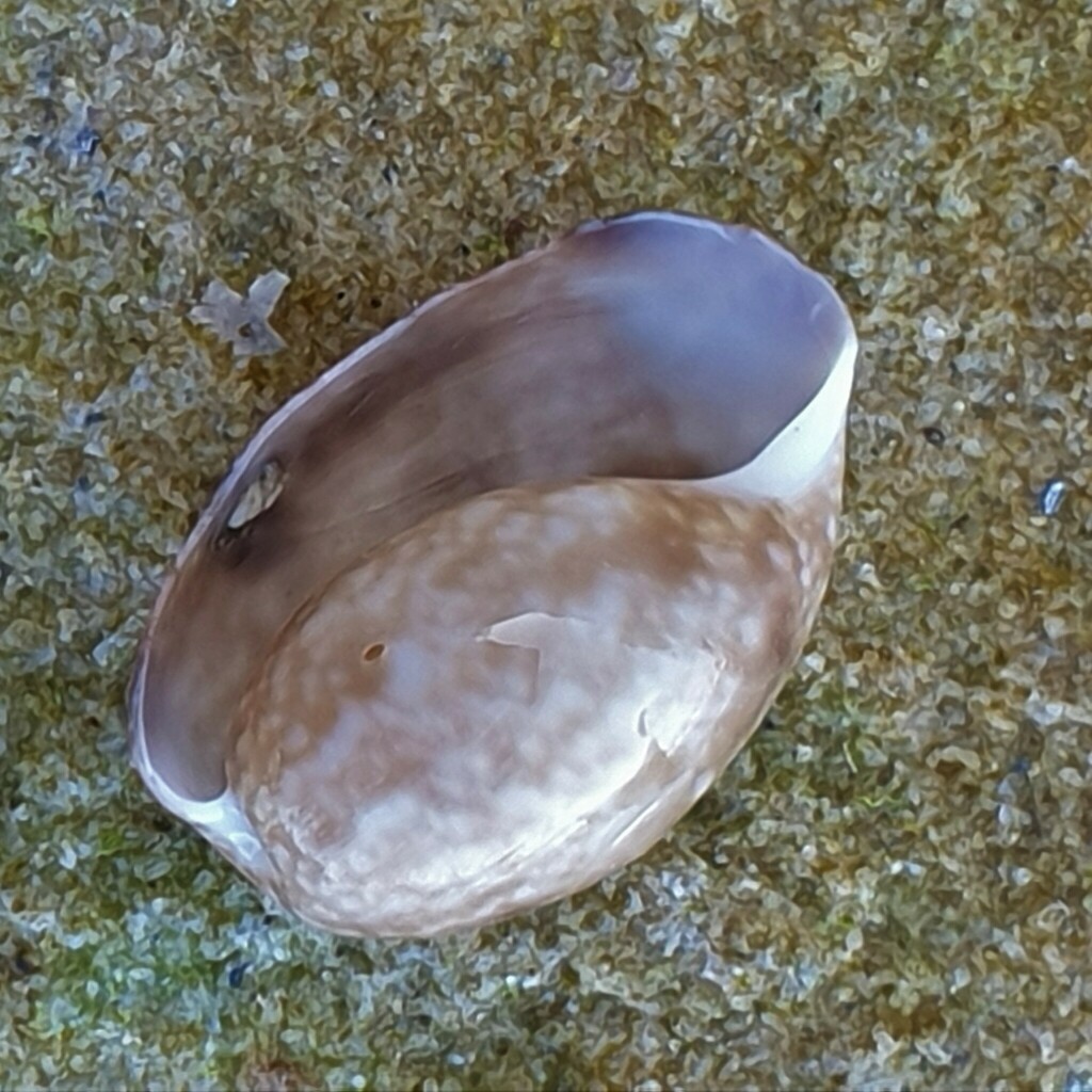 Brown bubble shell from Sydney NSW, Australia on July 24, 2022 at 11:35 ...