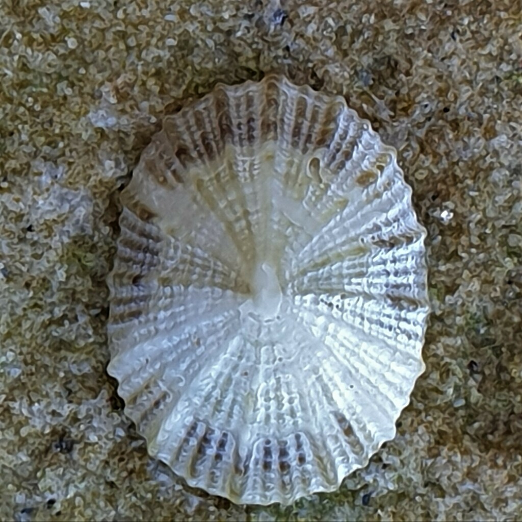 Cap-shaped False Limpet from Sydney NSW, Australia on July 24, 2022 at ...