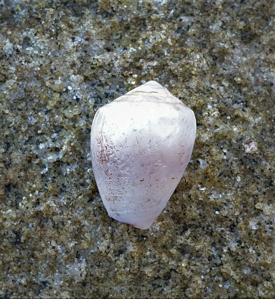 Cone Snails from Randwick, New South Wales, Australia on July 24, 2022 ...