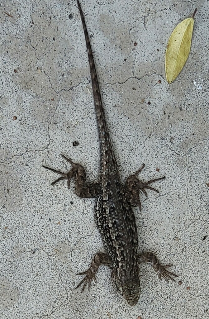 Western Fence Lizard from Monterey County, CA, USA on July 17, 2022 at ...
