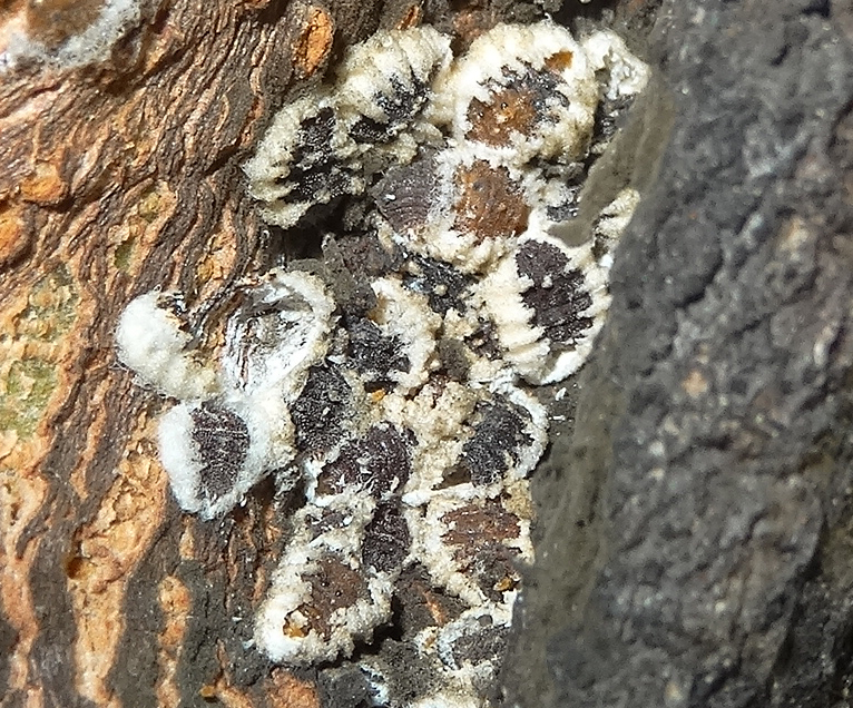 European Elm Scale from Maryland Park, Toronto, ON, Canada on July 23 ...
