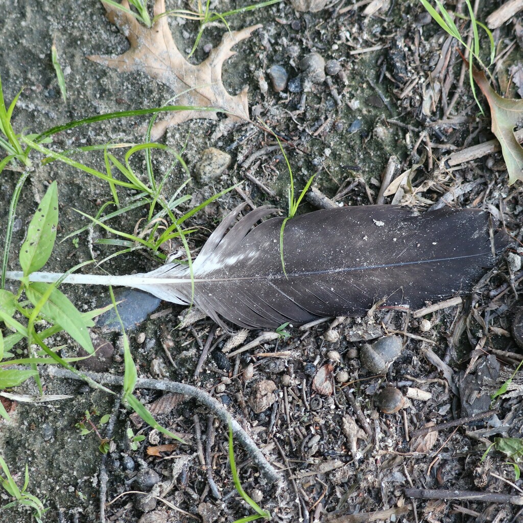 Bald Eagle from Windsor Meadows State Park, Hartford, Connecticut ...