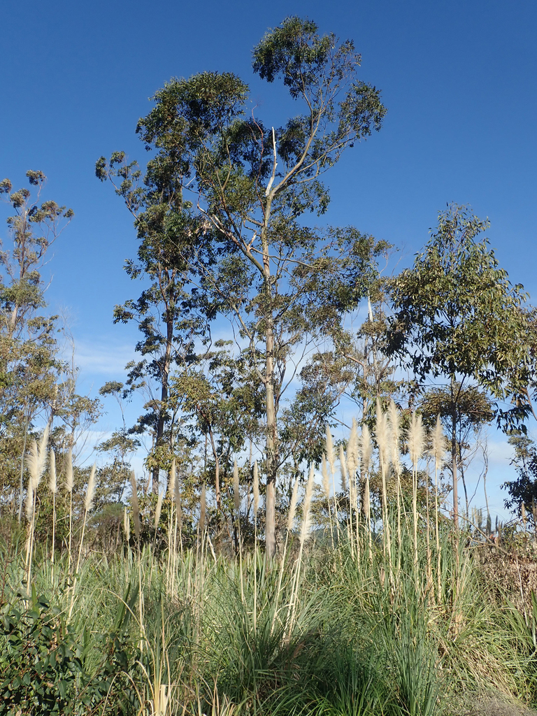 Sydney Blue Gum from Coromandel Peninsula, Whangapoua Estuary ...