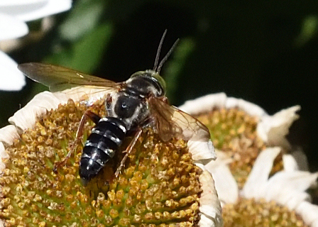 Sand-Loving Wasps from Silo Ct, Anderson, CA 96007, USA on June 06 ...