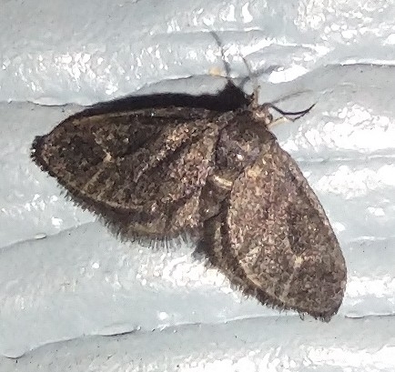 Epipyropidae