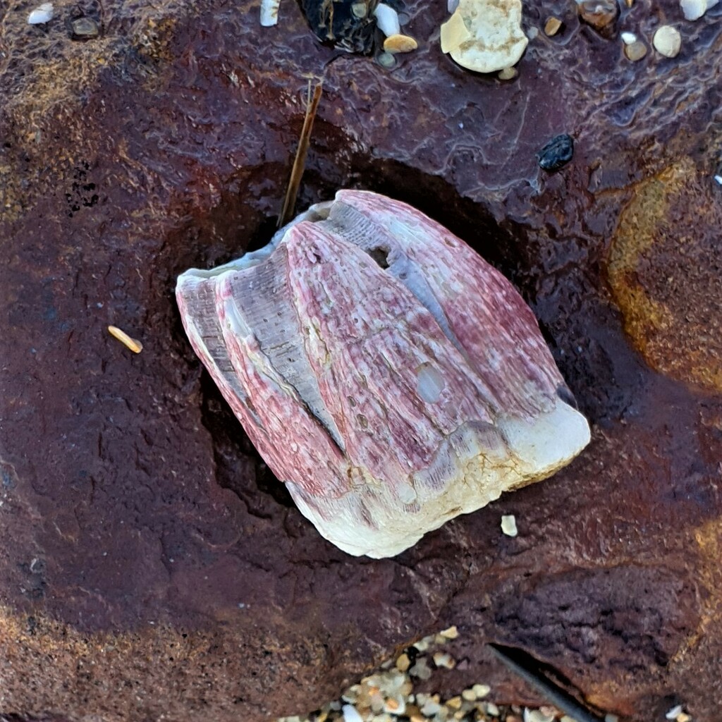 Megabalanus from Malabar NSW 2036, Australia on July 24, 2022 at 11:54 ...