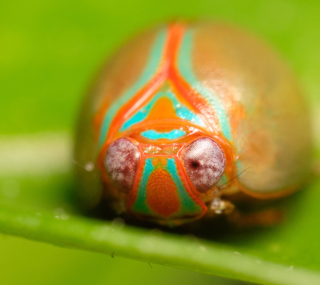 Hemisphaerius stali from MFCX+8GW, Liang, Brunei on July 23, 2022 at 08:02 AM by Jungle Johnny ...