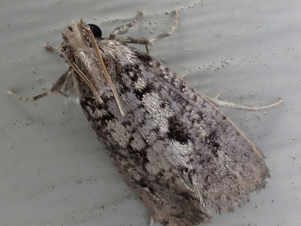 Clemens' Grass Tubeworm Moth from South Cleveland, TN, USA on July 24 ...