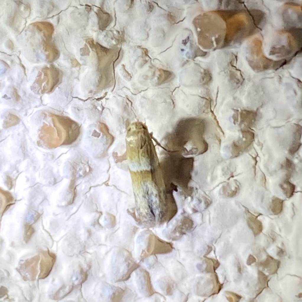 Pigritia arizonella in July 2022 by Elliott Gordon · iNaturalist