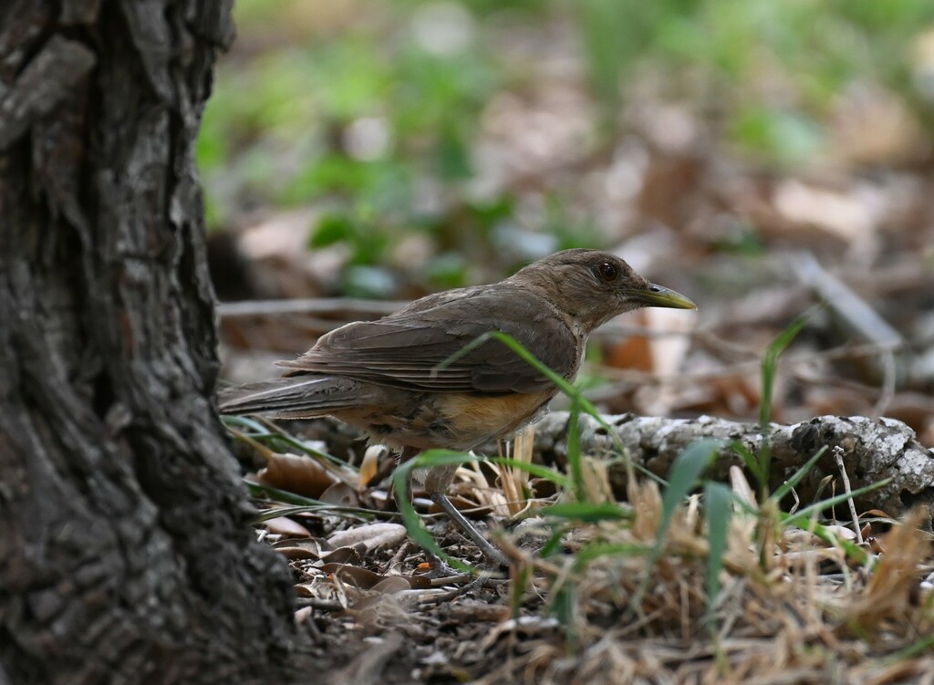 Clay-colored Thrush from Hidalgo County, TX, USA on July 23, 2022 at 12 ...