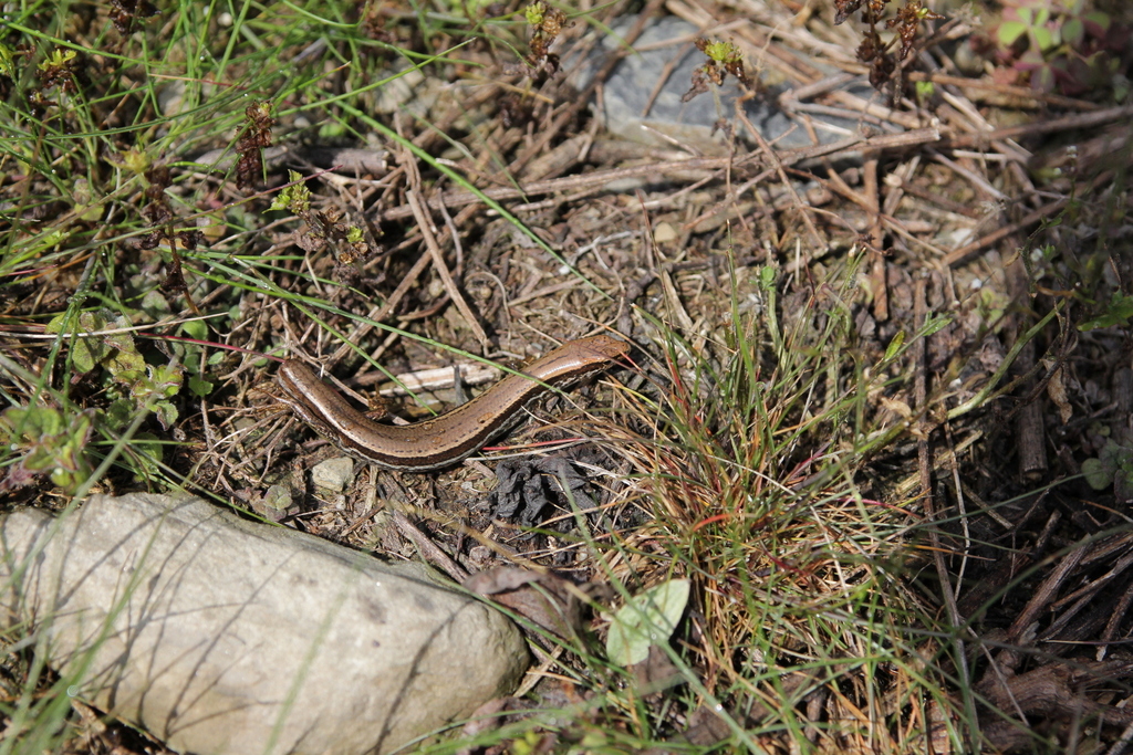 Taiwan Alpine Skink from 台灣南投縣 on April 16, 2012 at 09:37 AM by Allen ...
