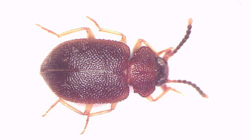 Anaedus punctatus · iNaturalist