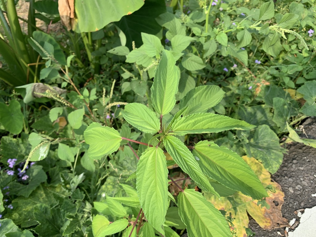 Corchorus capsularis from 豐勢路和順巷, 石岡區, TW on July 21, 2022 at 03:54 PM ...