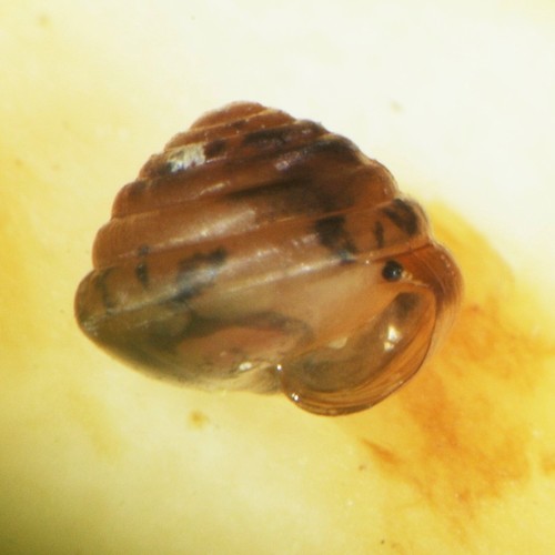 Euconulus chersinus · iNaturalist Mexico