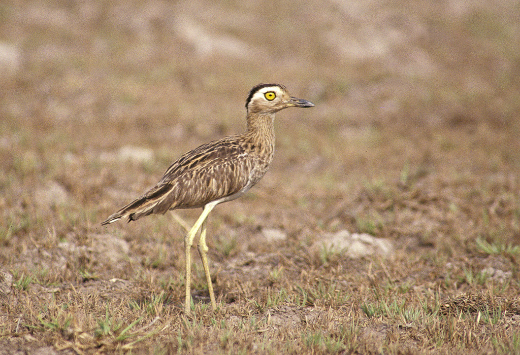 Alcaraván americano (Catalogo de observaciones. ) · iNaturalist