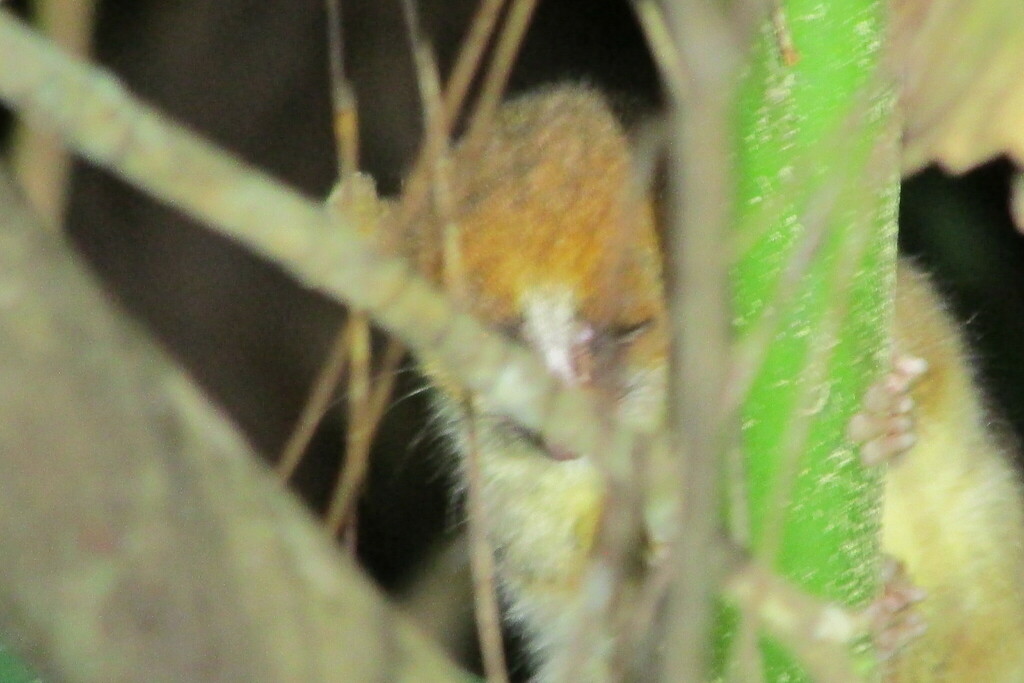 Mouse Lemurs in October 2017 by Jacobus Retief · iNaturalist