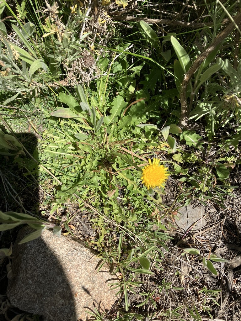 common dandelion from Mono, California, United States on July 16, 2022 ...