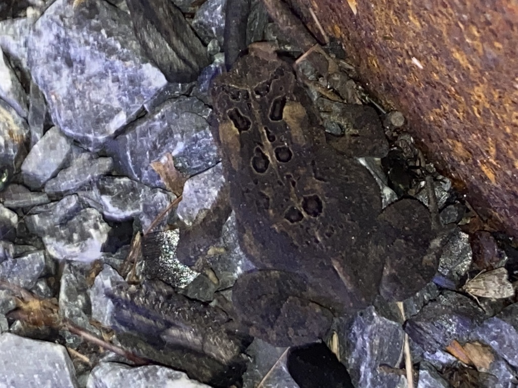 American Toad from Salisbury, VT, US on July 24, 2022 at 02:08 AM by ...