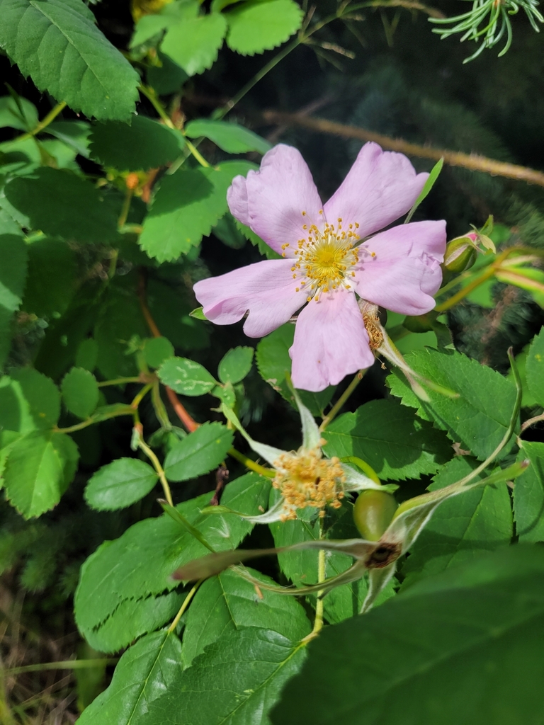 Prickly Wild Rose from Smithers, BC V0J 2N1, Canada on July 23, 2022 at ...