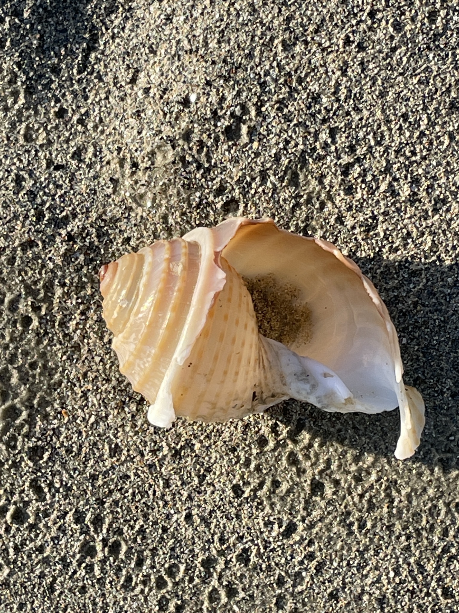 Tonna dolium (Linnaeus, 1758)