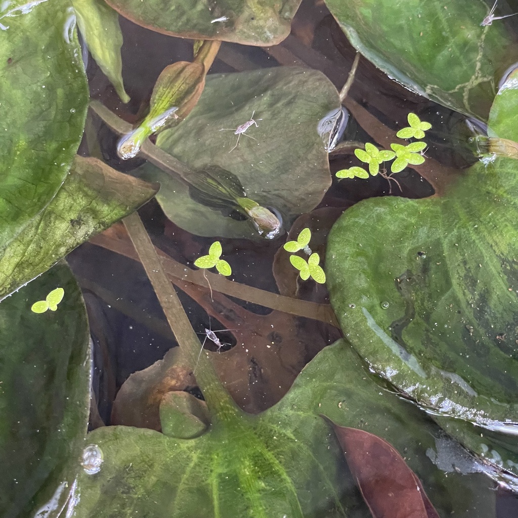 Neogerris parvulus from 瀬嵩, 名護市, 沖縄県, JP on July 24, 2022 at 11:31 AM ...
