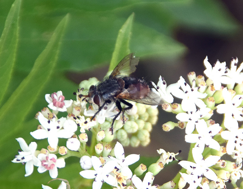 Peleteria from Арадац, Србија on July 23, 2022 at 09:32 AM by Ivan ...
