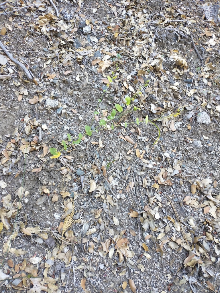 Mountain Jewelflower from Junction City, CA 96048, USA on July 23, 2022 ...