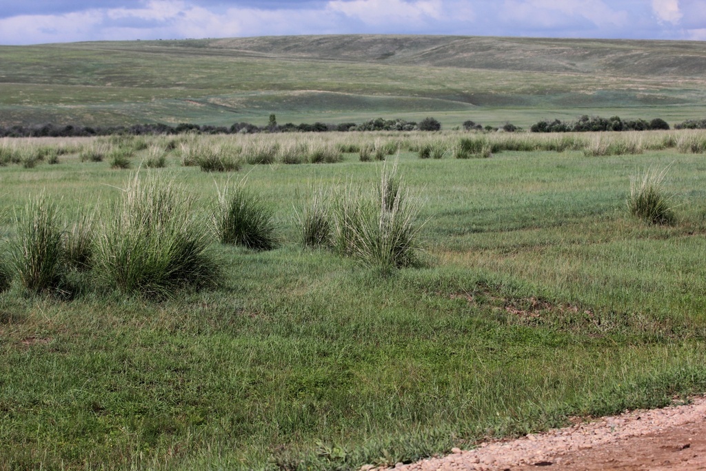 Chee grass from Эхирит-Булагатский р-н, Иркутская обл., Россия on July ...
