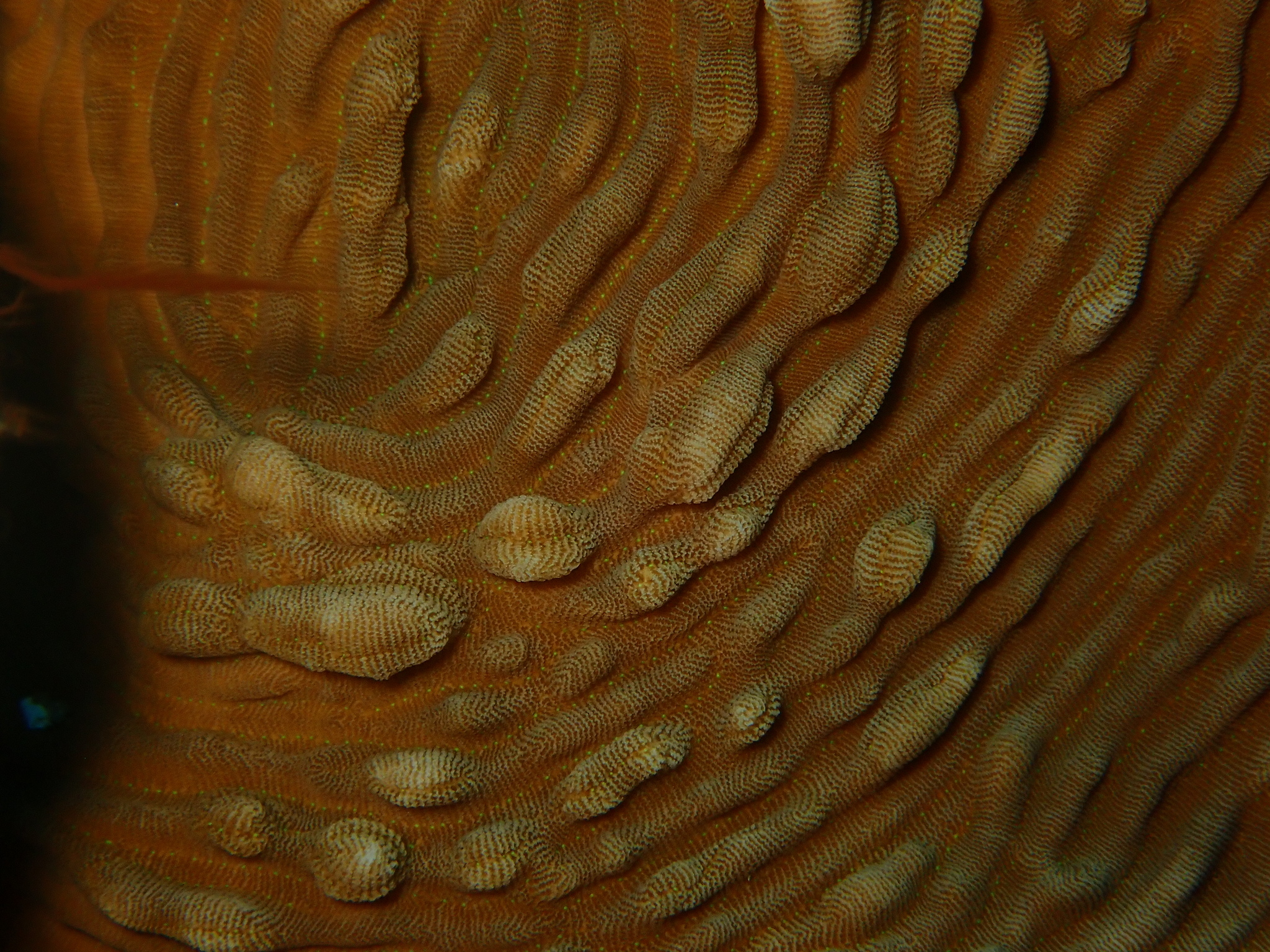 Pachyseris speciosa (Dana, 1846)
