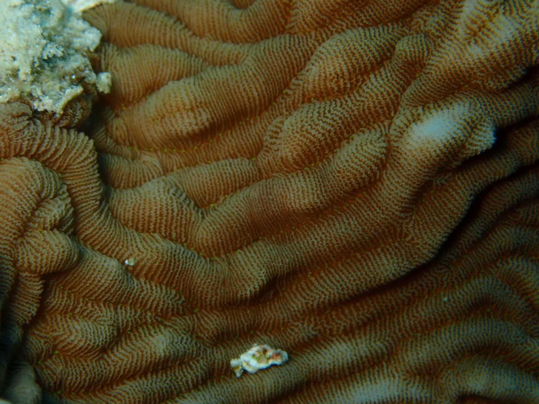 Pachyseris speciosa (Dana, 1846)