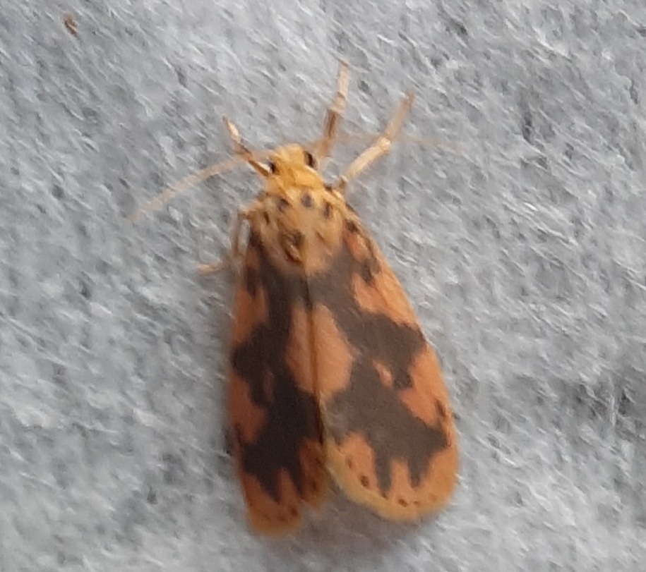 Miltochrista from Dhamandevi Mohalla, Maharashtra 415605, India on July ...