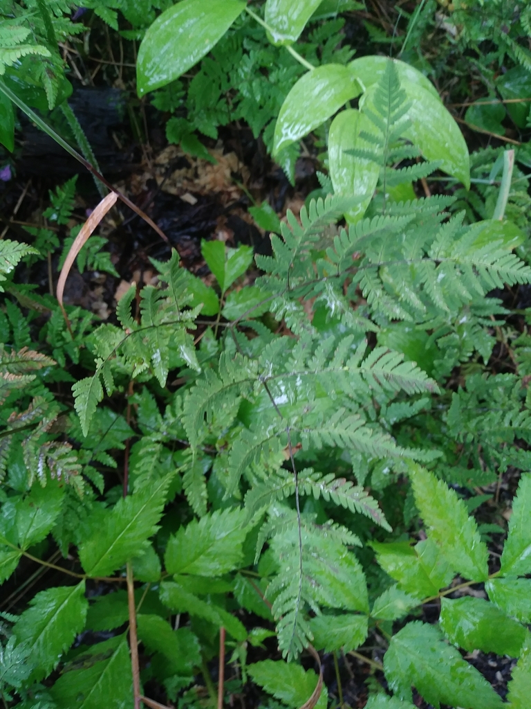 oak fern from Anchorage County, US-AK, US on July 23, 2022 at 03:01 PM ...